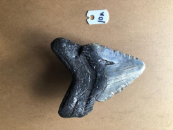 5 3/4" Inch Megalodon Shark Tooth #10K Very Large /Thick Tooth ...